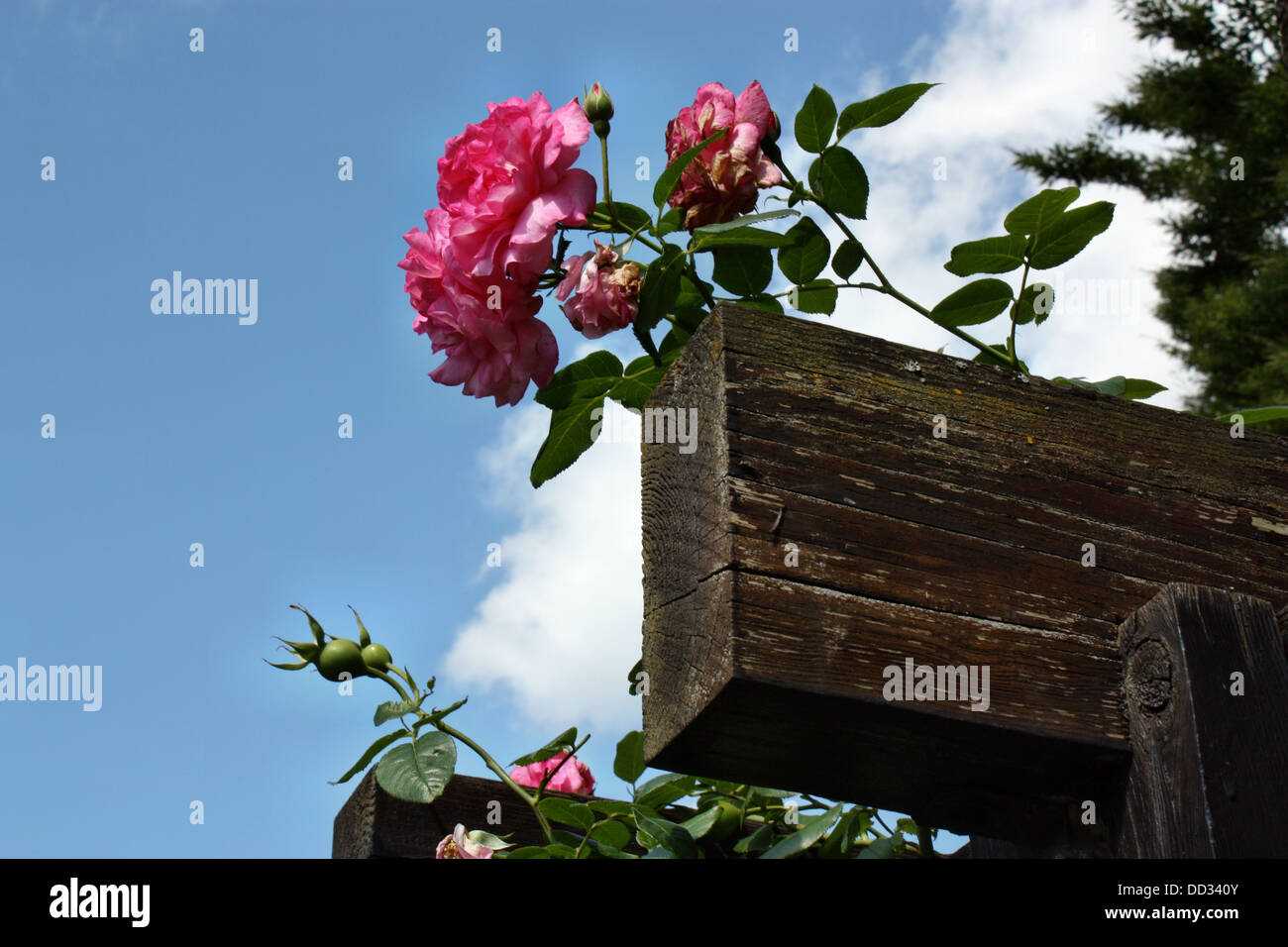 Rose pink growing in the garden Stock Photo - Alamy
