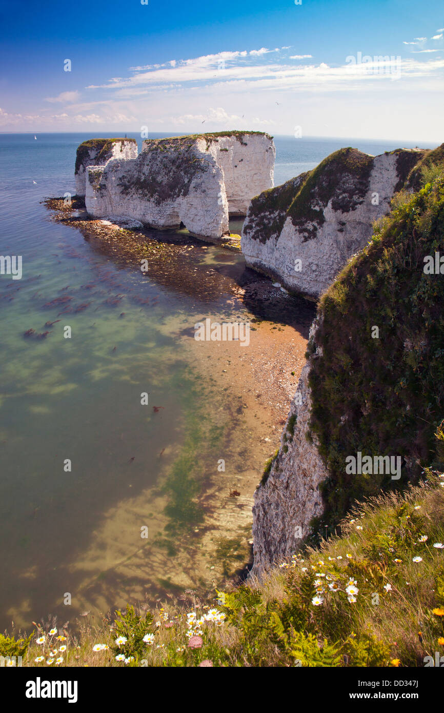 The spectacular chalk cliffs at Old Harry Rocks on the Dorset 'Jurassic ...