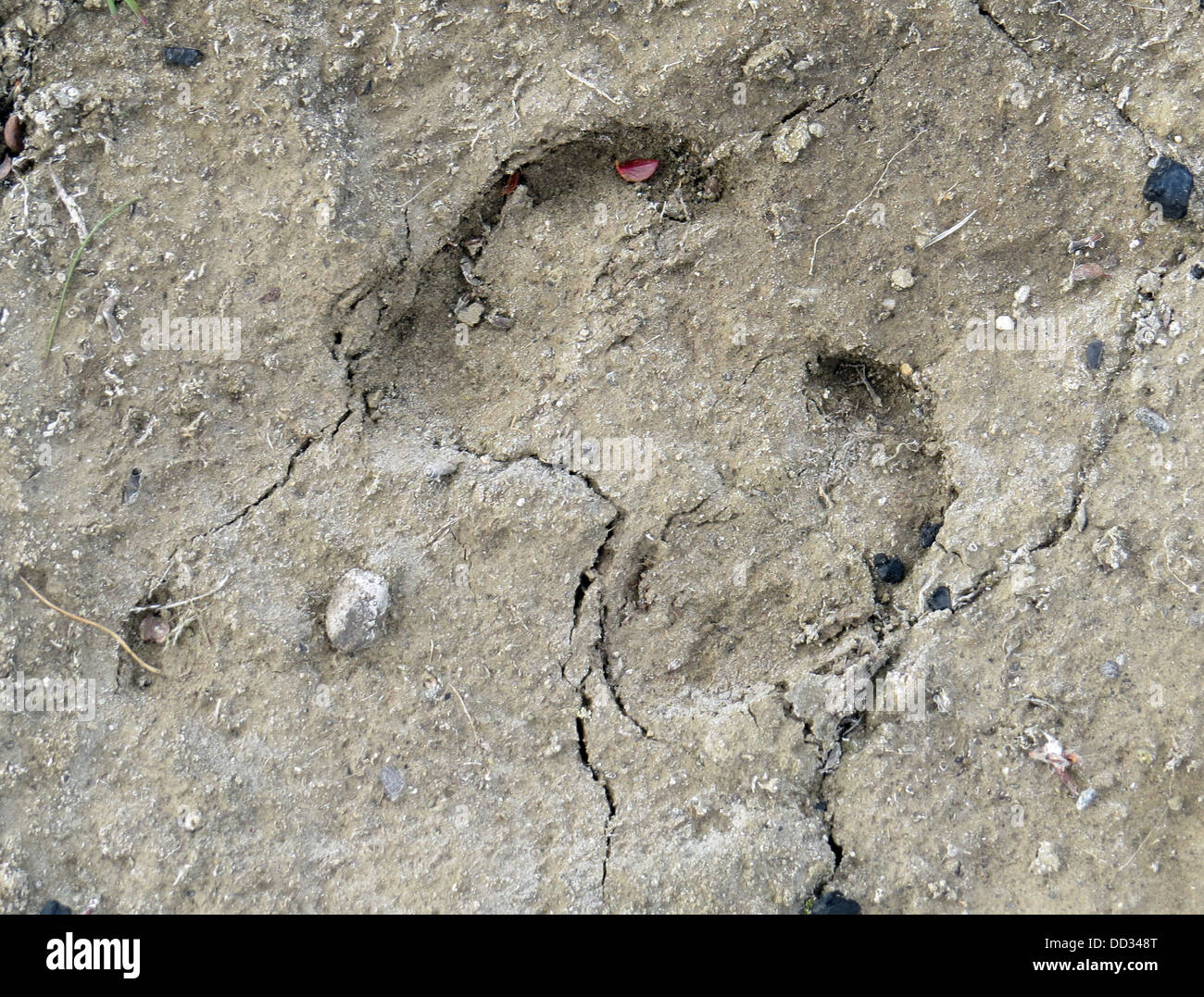 REINDEER TRACKS (Rangifer tarandus). Photo Tony Gale Stock Photo - Alamy