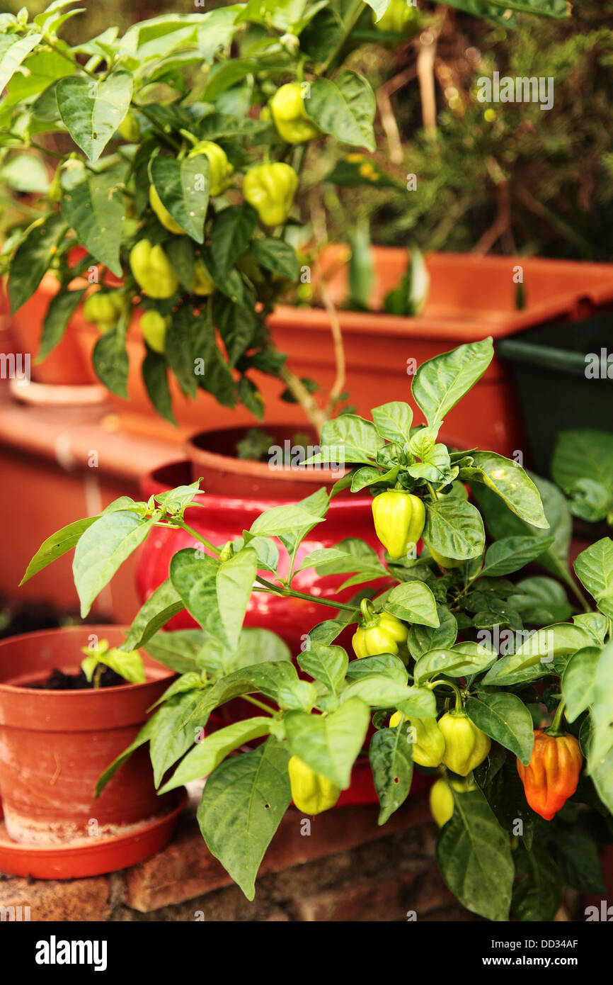 Red hot scotch bonnet chilli plants in pots in garden Stock Photo - Alamy