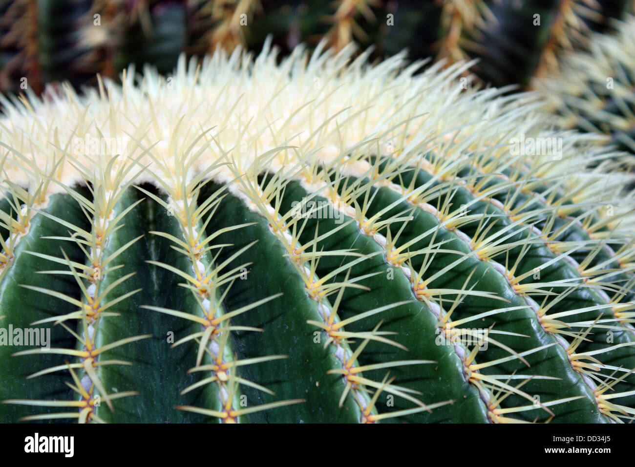 Cactus needle sharp spines Stock Photo - Alamy