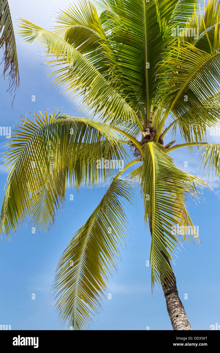 Palm tree on blue sky background Stock Photo - Alamy