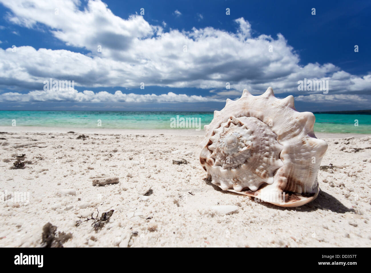 Seashell on tropical beach, Boracay, Philippines Stock Photo - Alamy