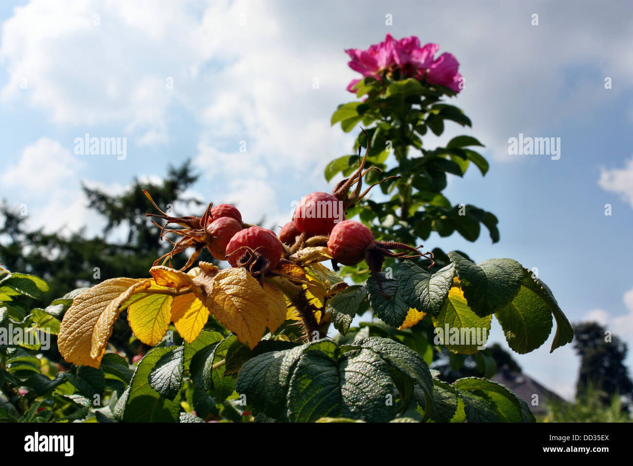 Briar france hi-res stock photography and images - Alamy