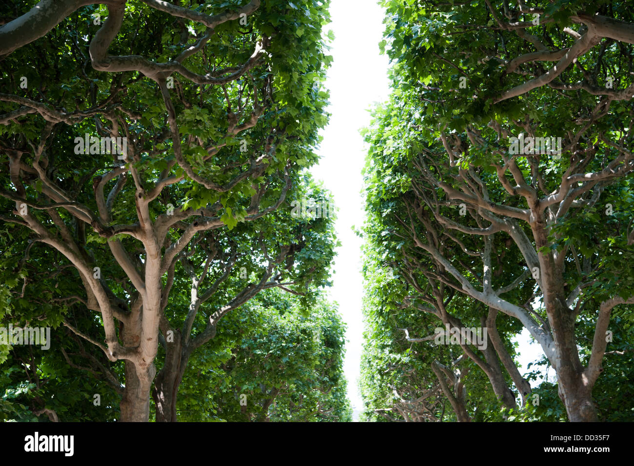 Row of trees paris hi-res stock photography and images - Alamy