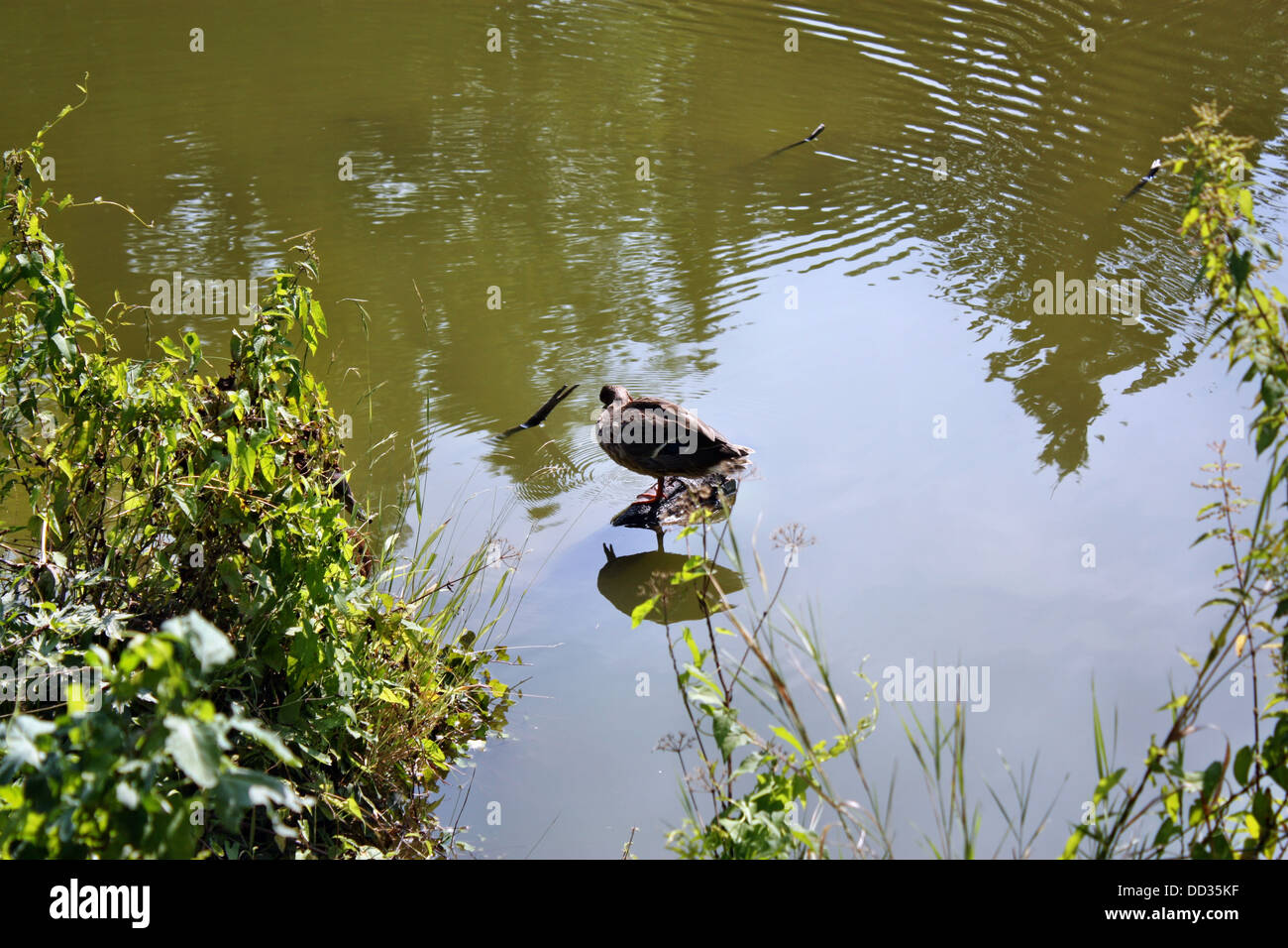 Mallard duck in the pond Stock Photo - Alamy