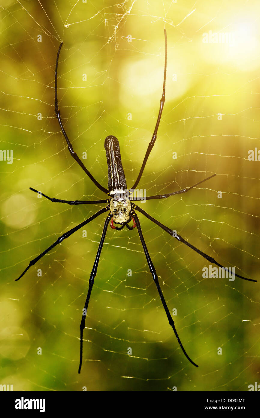 Golden orb spider green hi-res stock photography and images - Alamy