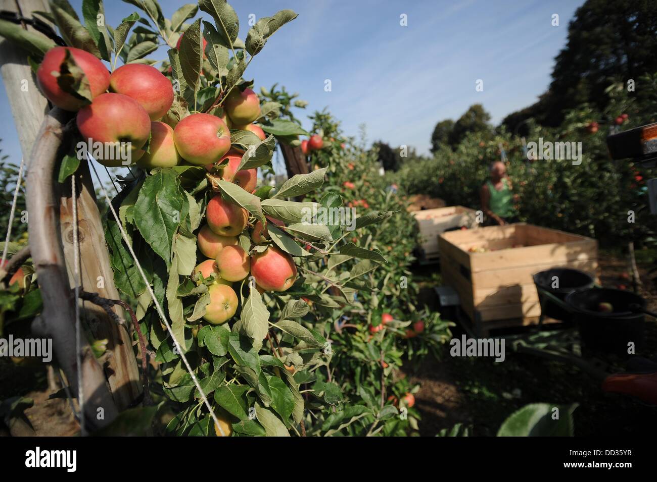 Apples of the kind Sansa hang on trees at the fruit farm Schmitz ...