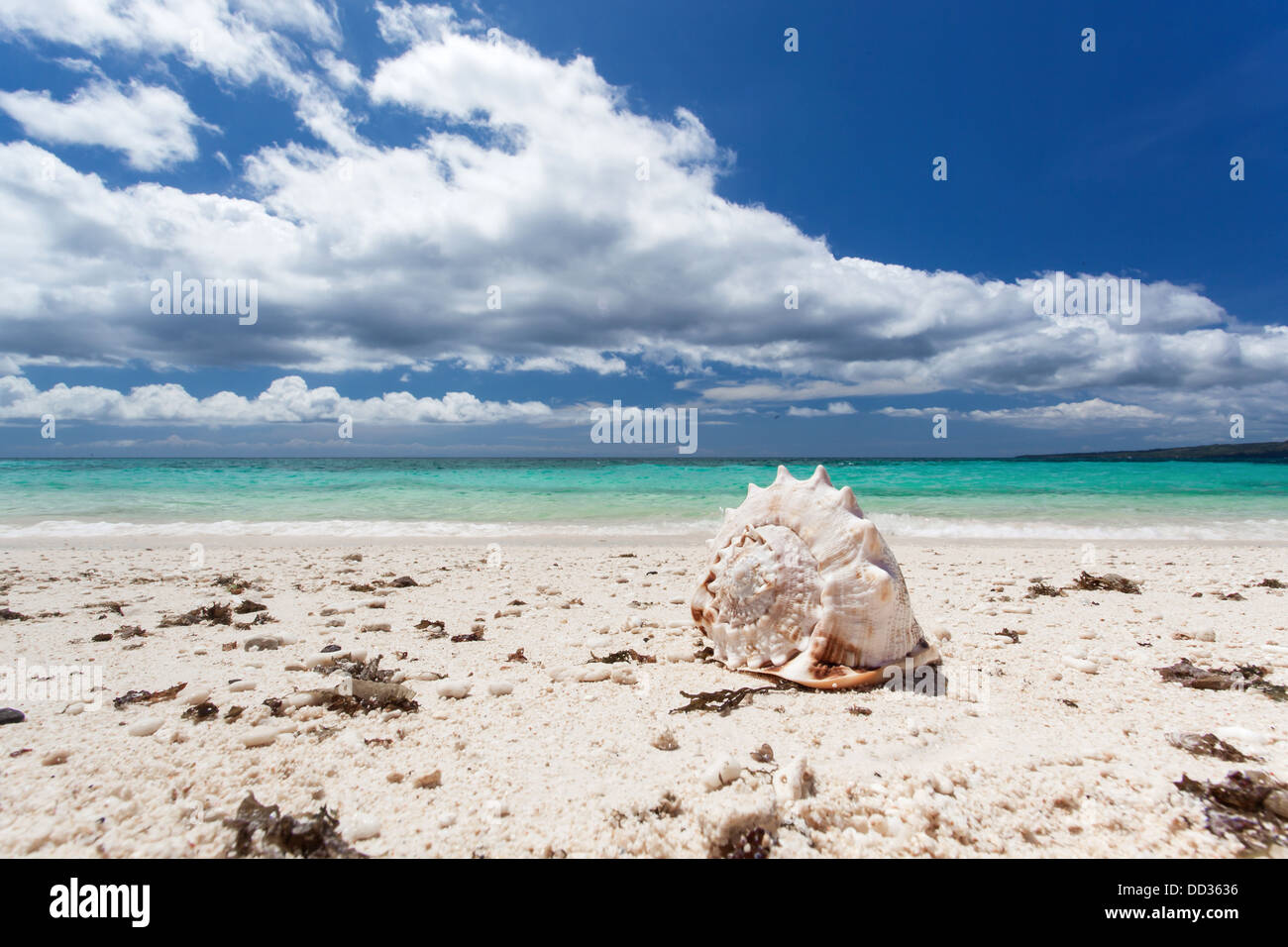 Seashell on tropical beach, Boracay Stock Photo - Alamy