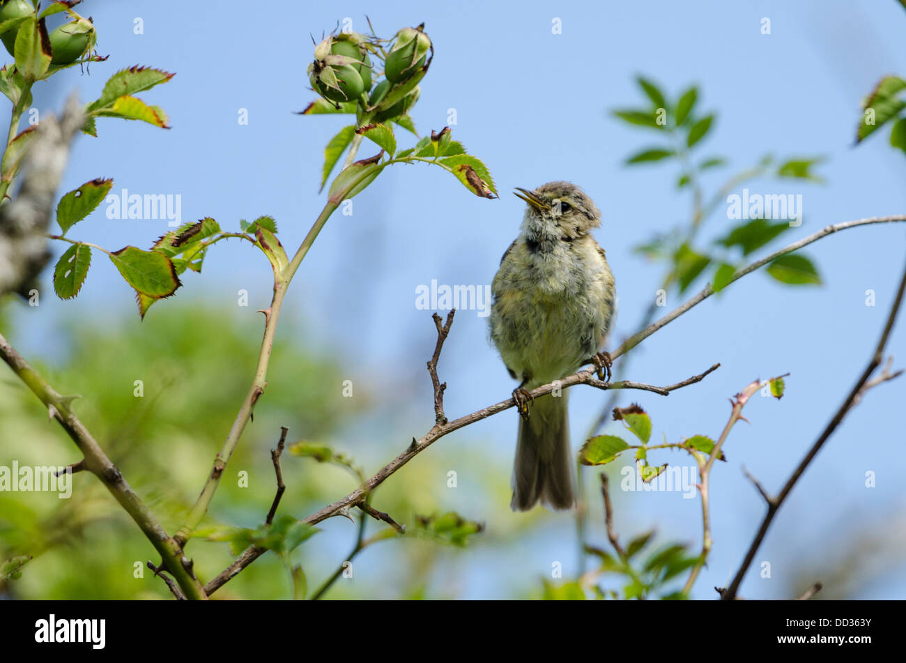 Juvenile Chiff Chaff in bush Stock Photo - Alamy