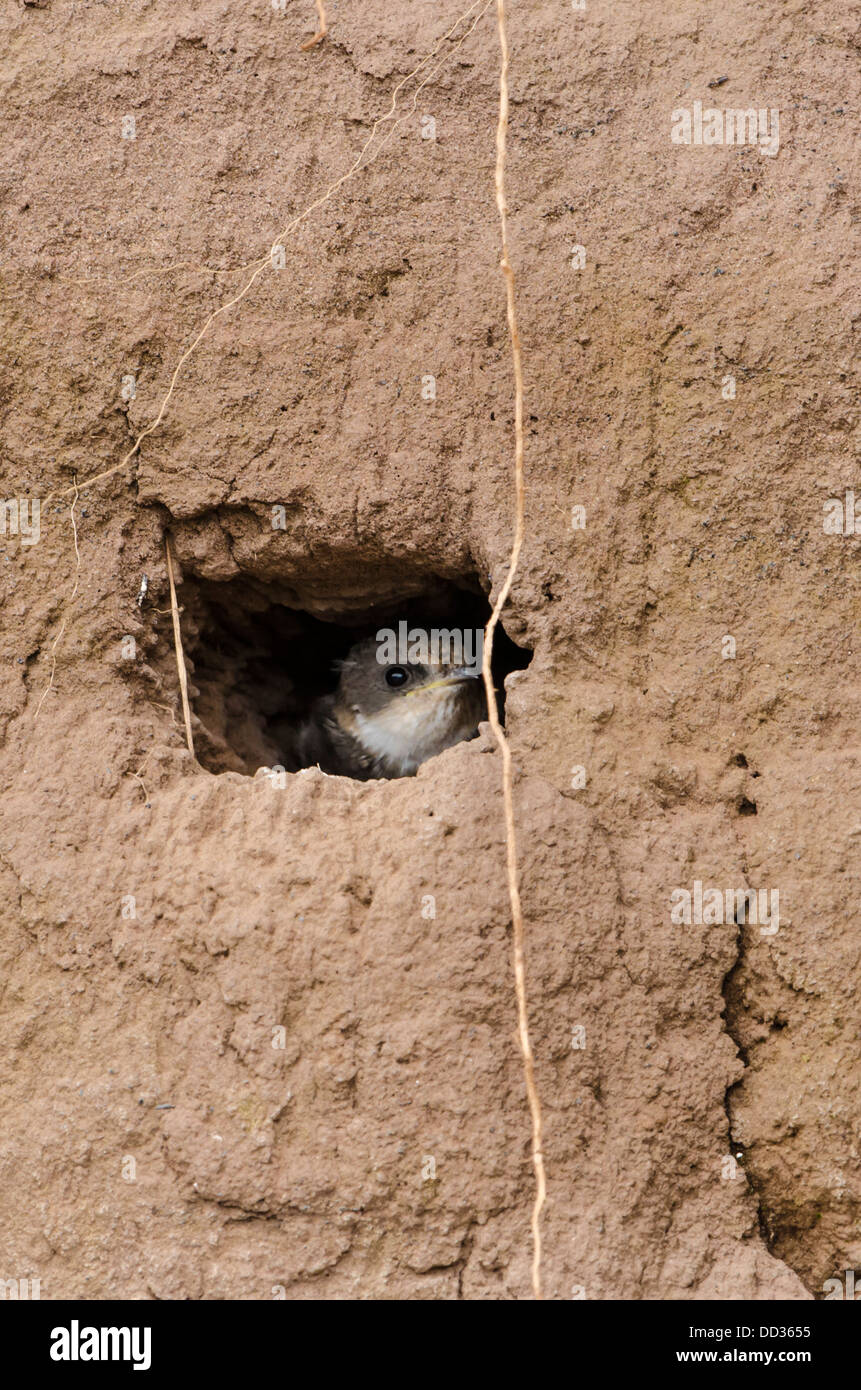Juvenile Sand Martin in nest hole Stock Photo - Alamy