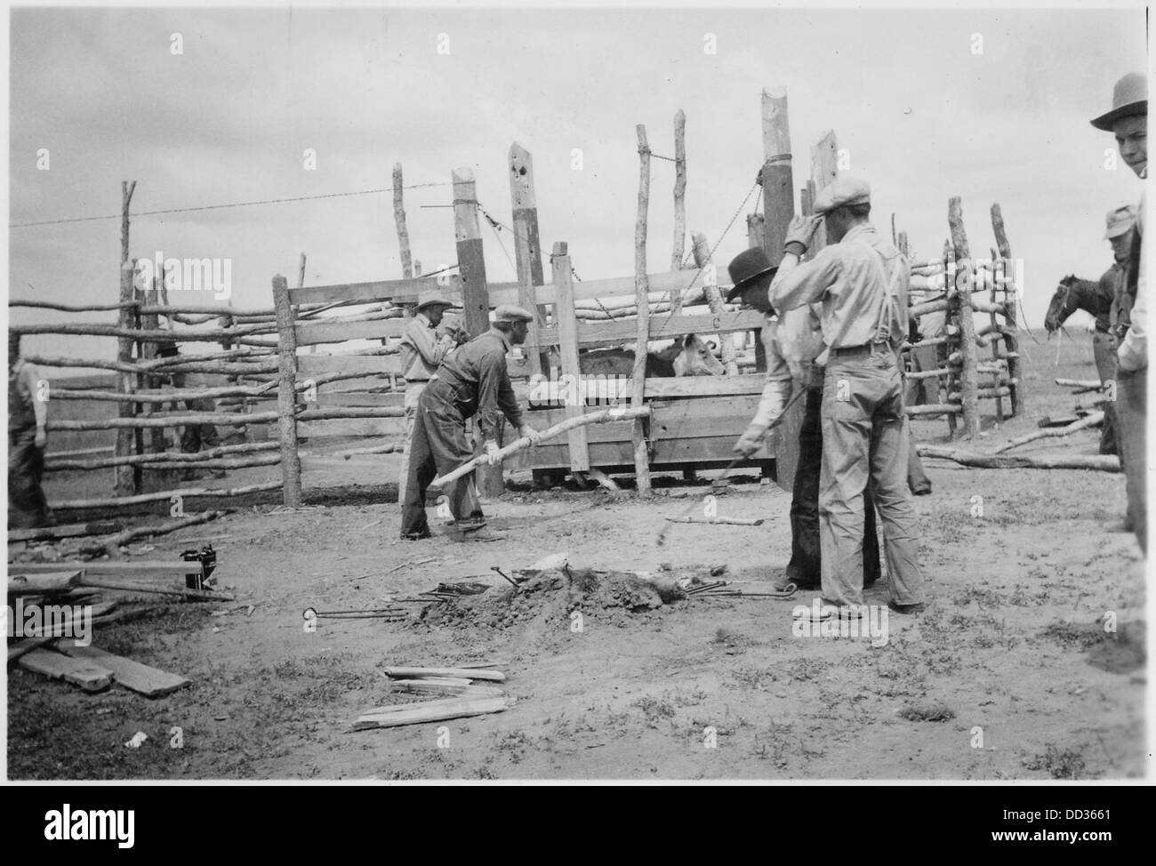 A cowboy prepares to brand a cow, an essential part of livestock ...