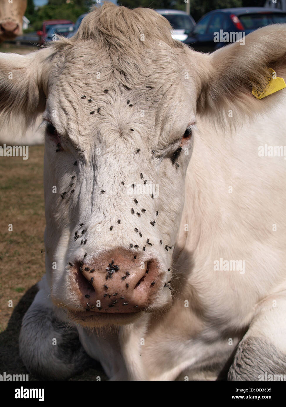 Cows with flies on them hi-res stock photography and images - Alamy