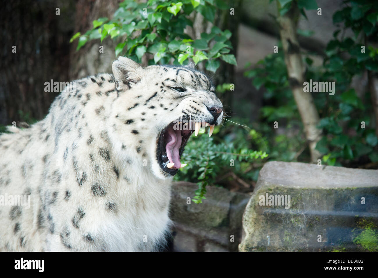 A snow leopard at the Paris zoo Stock Photo - Alamy