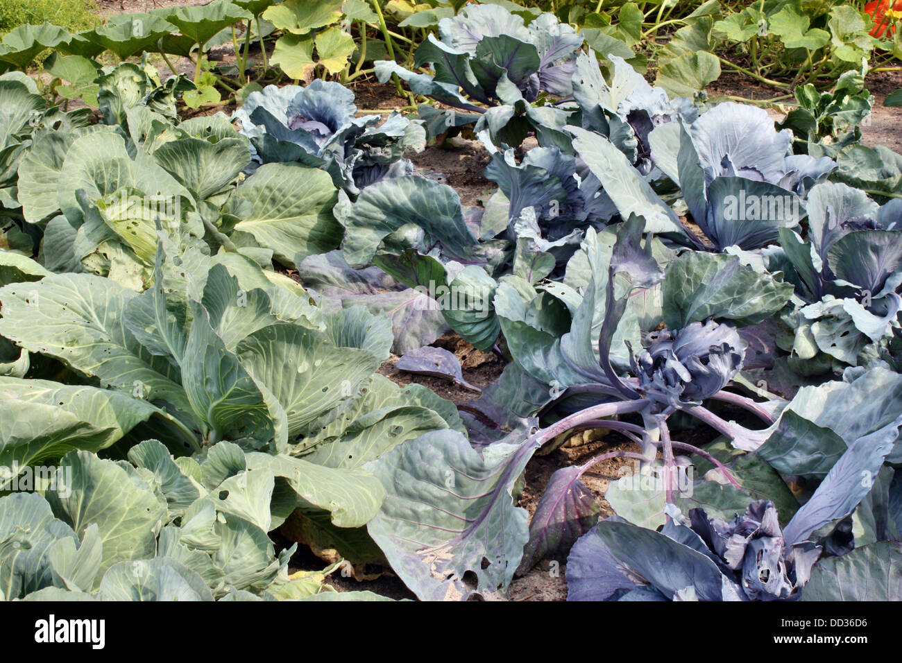 Red and green cabbage growing in the garden Stock Photo - Alamy