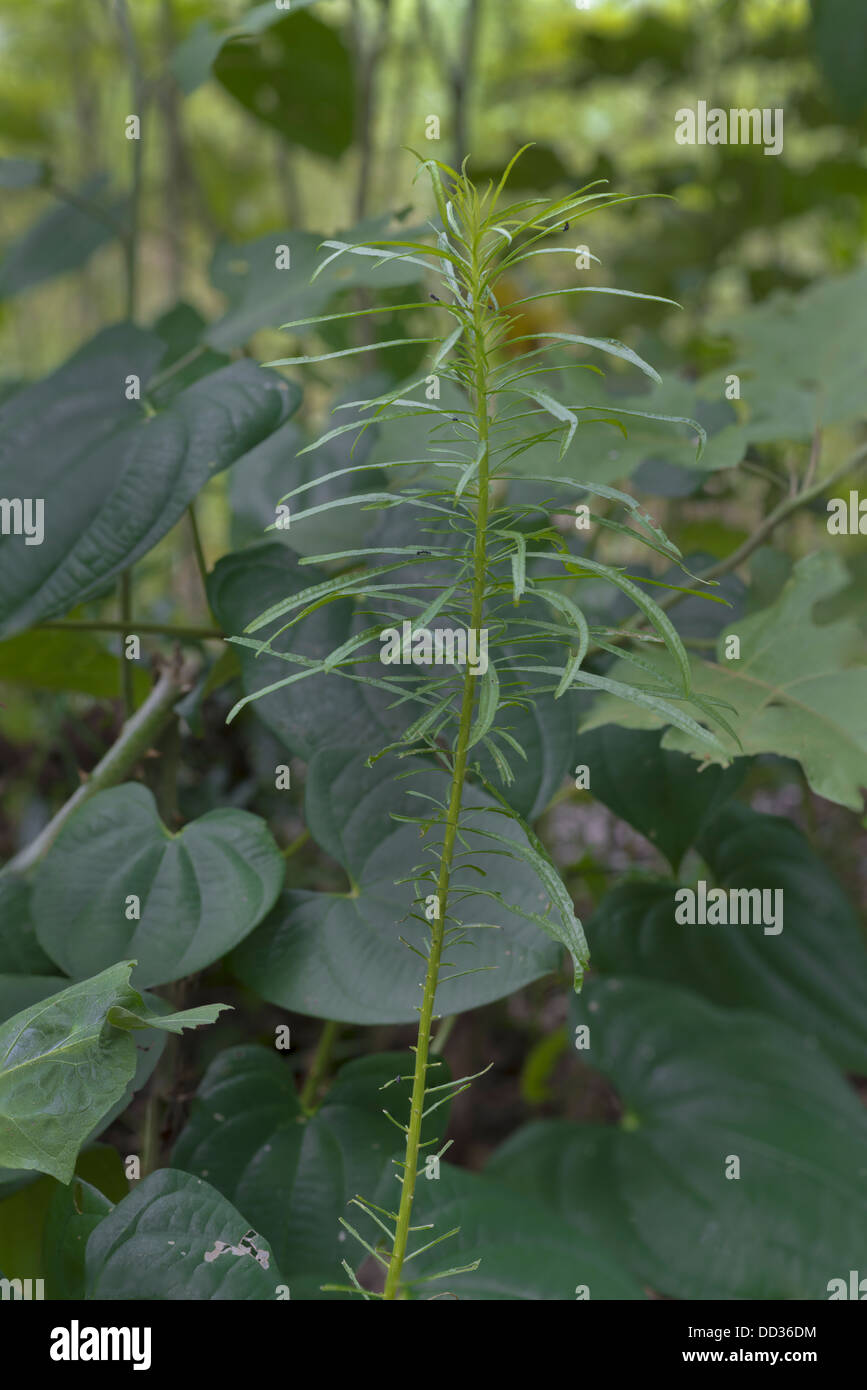 Weed in focus hi-res stock photography and images - Alamy