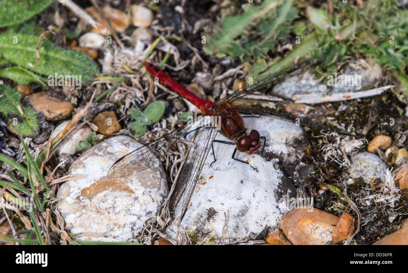 Stoney path hi-res stock photography and images - Alamy