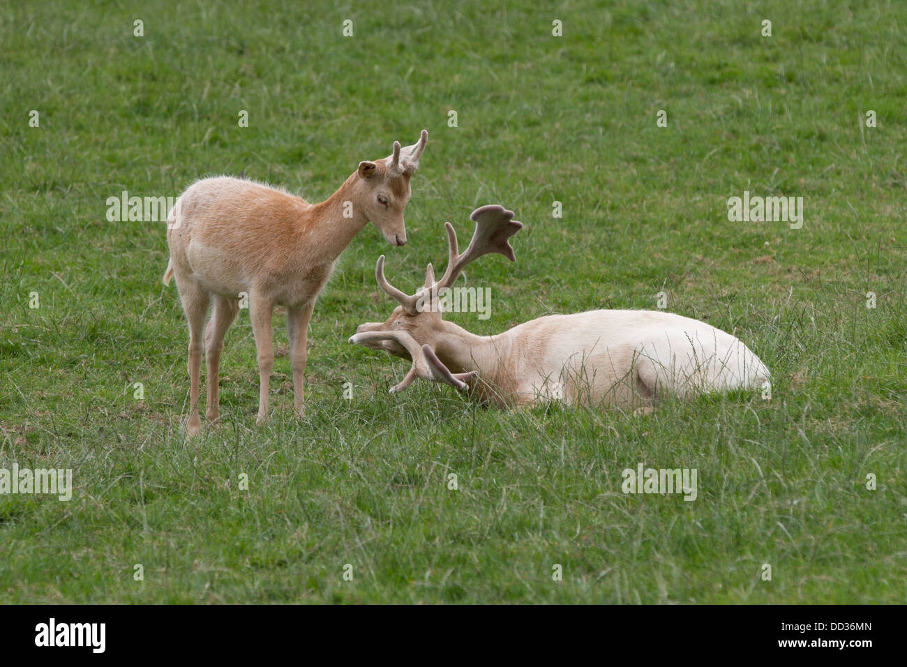 Buck and Doe White Fallow Deer playing Stock Photo - Alamy