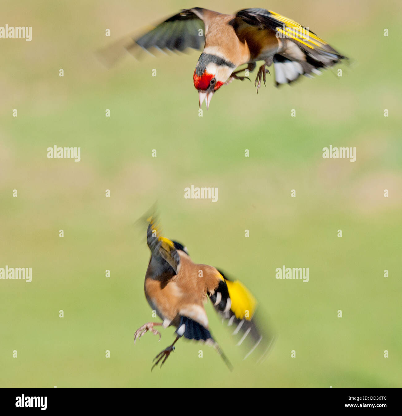 Goldfinches in flight Stock Photo - Alamy