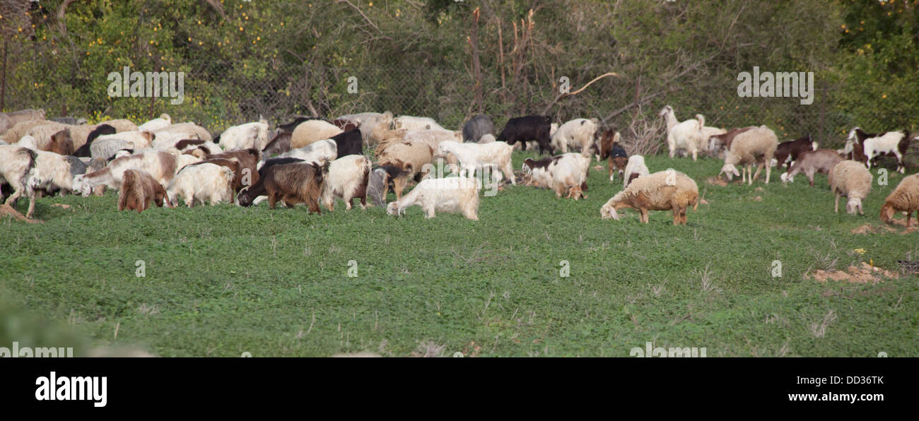 Sheep and goats grazing in a green field, with trees and bushes behind ...