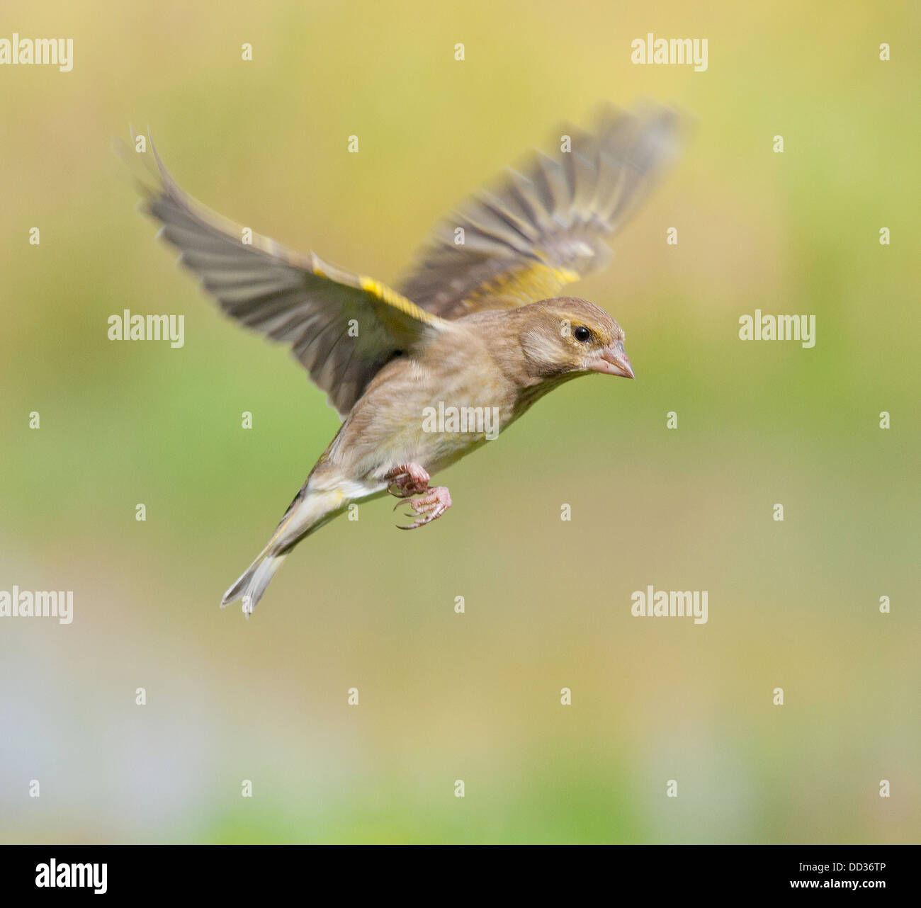 Juvenile greenfinch hi-res stock photography and images - Alamy
