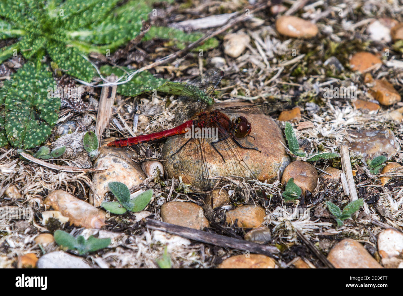 Stoney path hi-res stock photography and images - Alamy