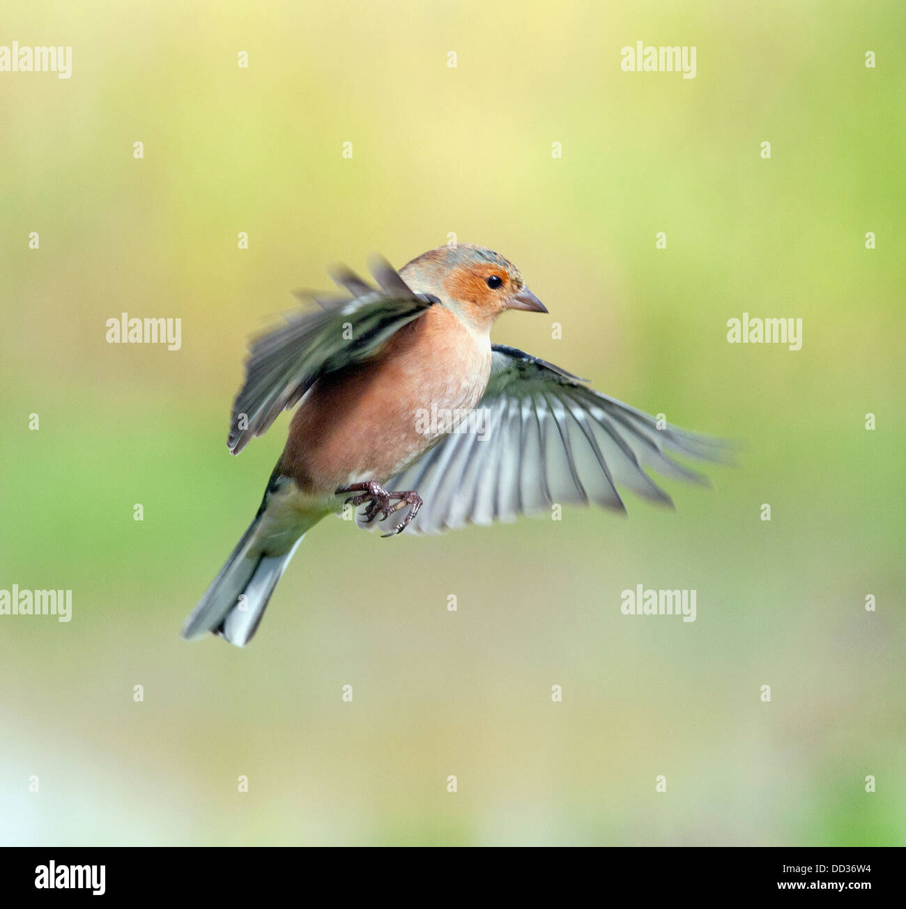 Chaffinch in flight Stock Photo - Alamy