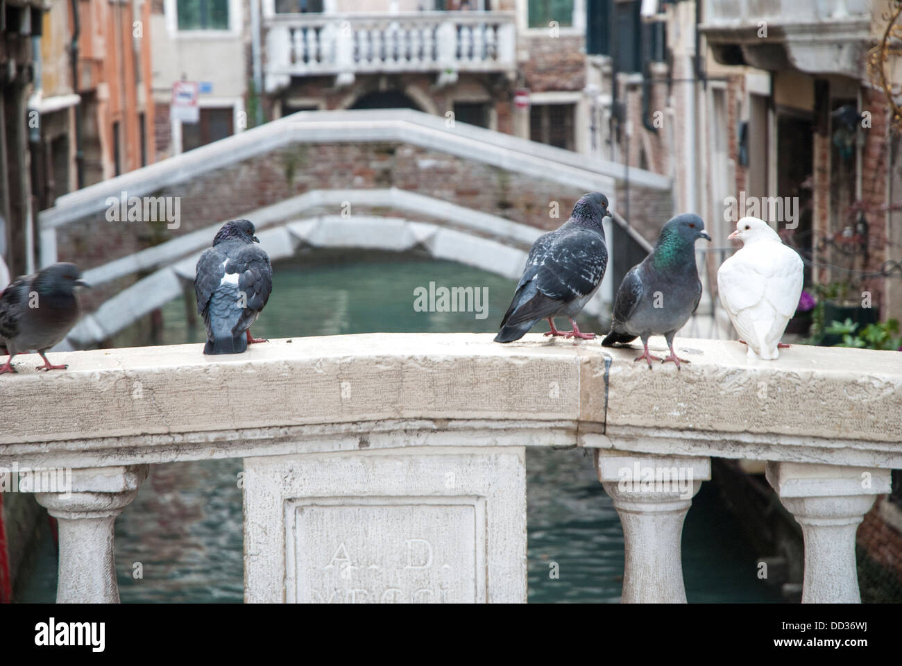 Pigeons in Venice Stock Photo - Alamy