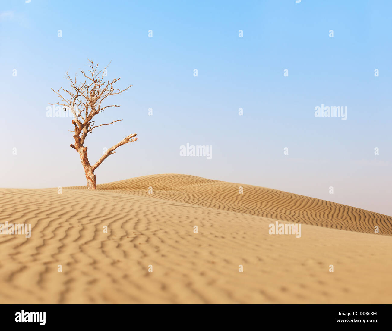 Lonely dry big tree in sand desert Stock Photo - Alamy