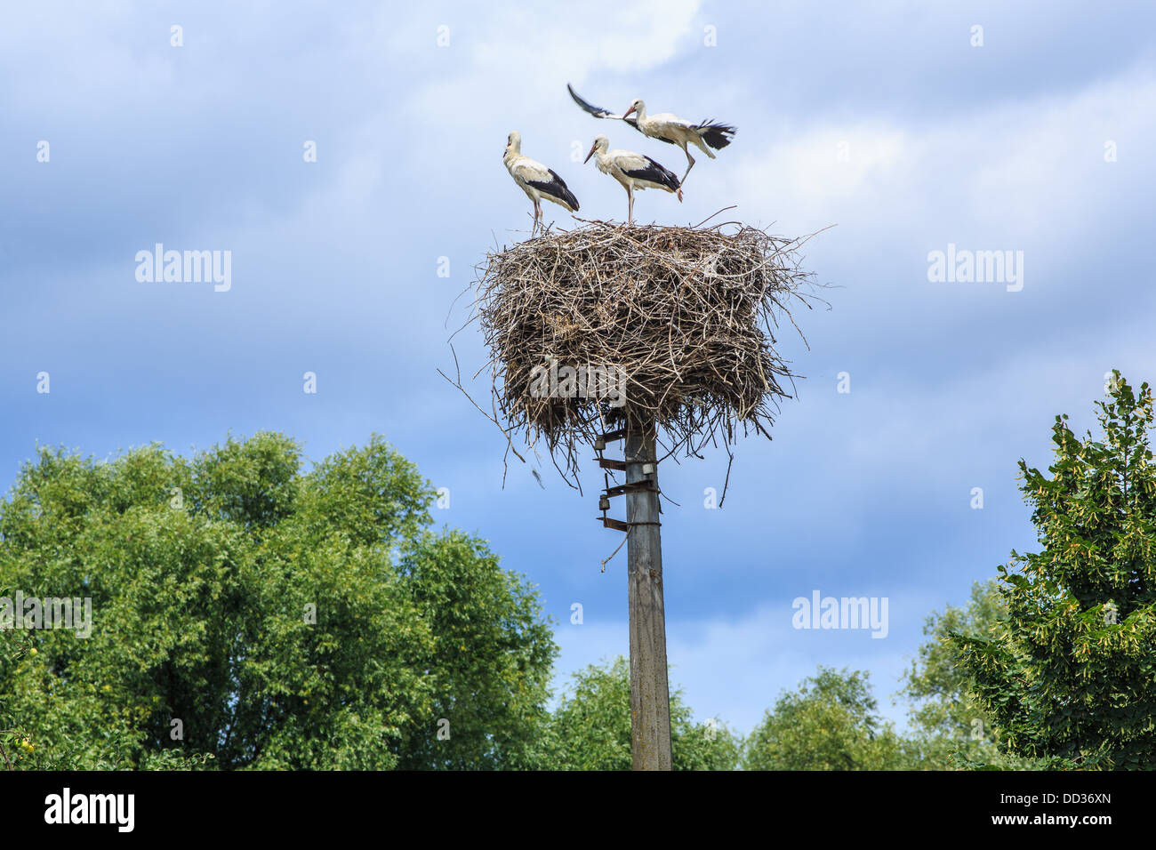 Bird first flight nest hi-res stock photography and images - Alamy