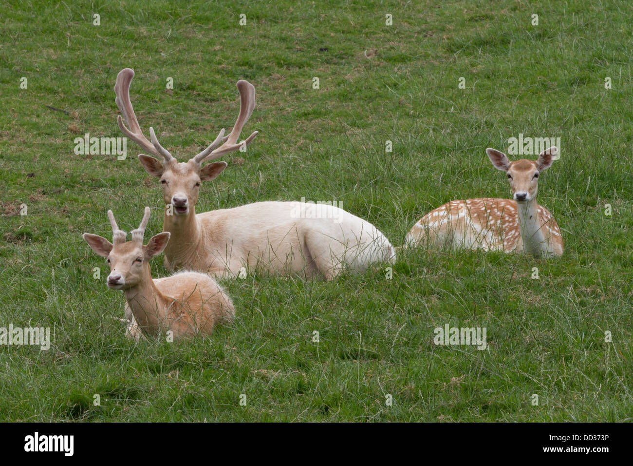 Group of White Fallow Deer laying in the grass Stock Photo - Alamy