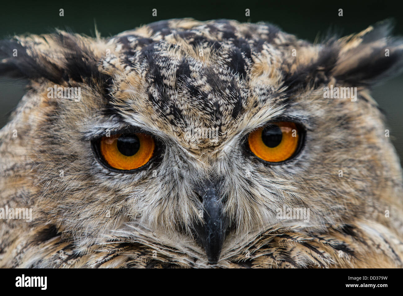 Close up of a Eagle Owl head Stock Photo - Alamy