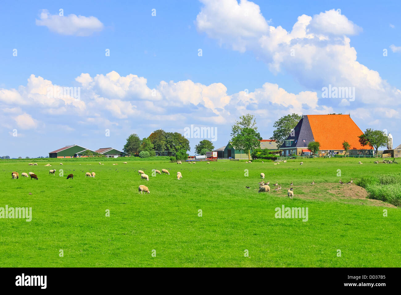 Dutch agriculture poultry hi-res stock photography and images - Alamy