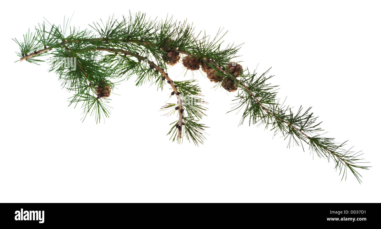 pine cones on branch of conifer tree isolated on white background Stock ...