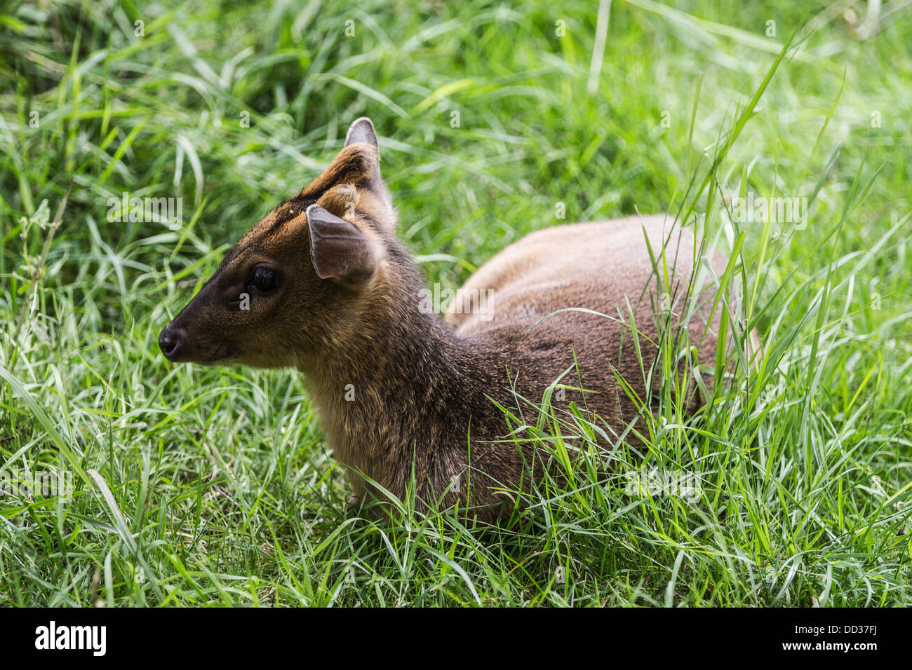Juvenile muntjac deer hi-res stock photography and images - Alamy