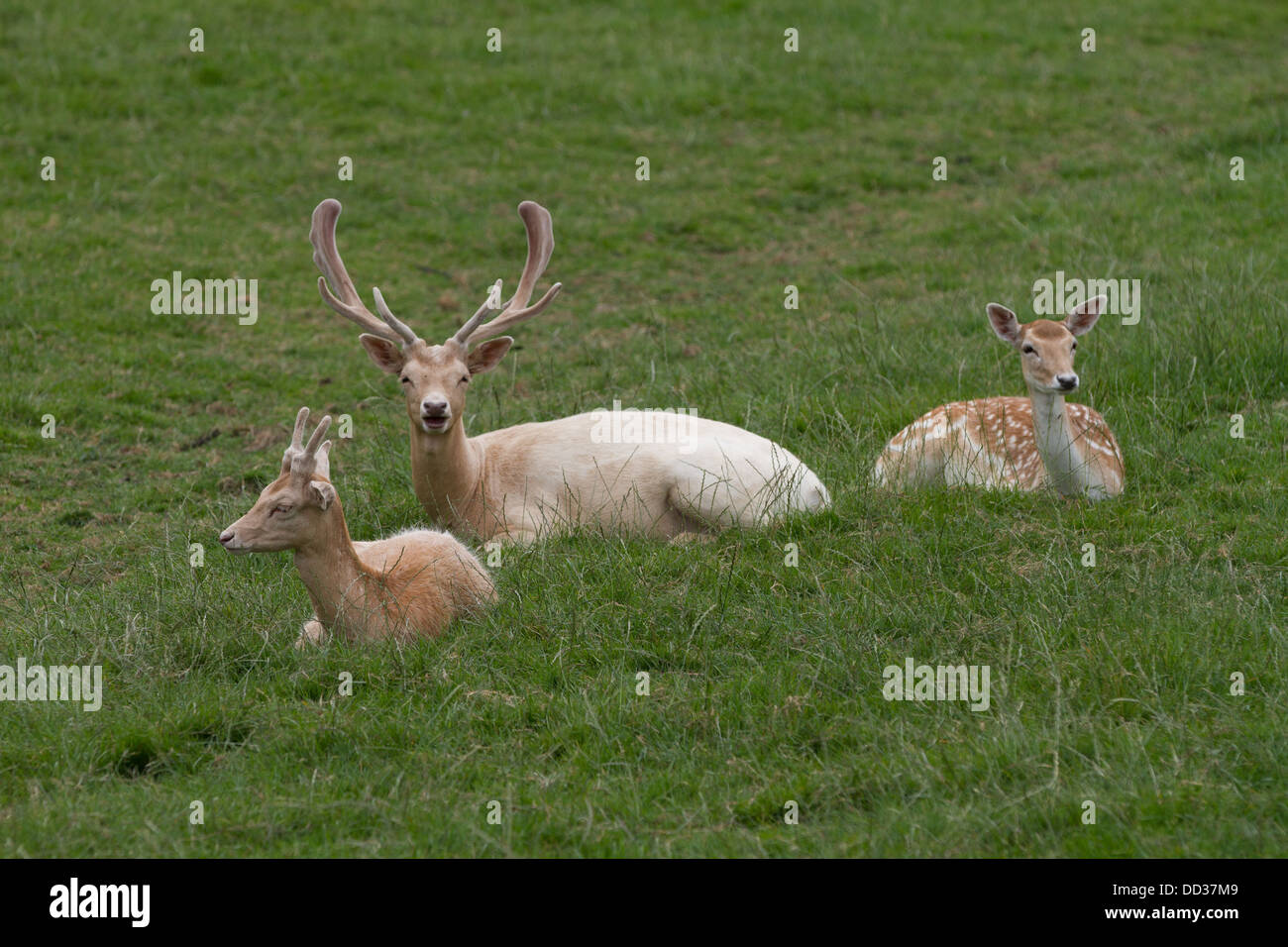 Group of White Fallow Deer laying in the grass Stock Photo - Alamy
