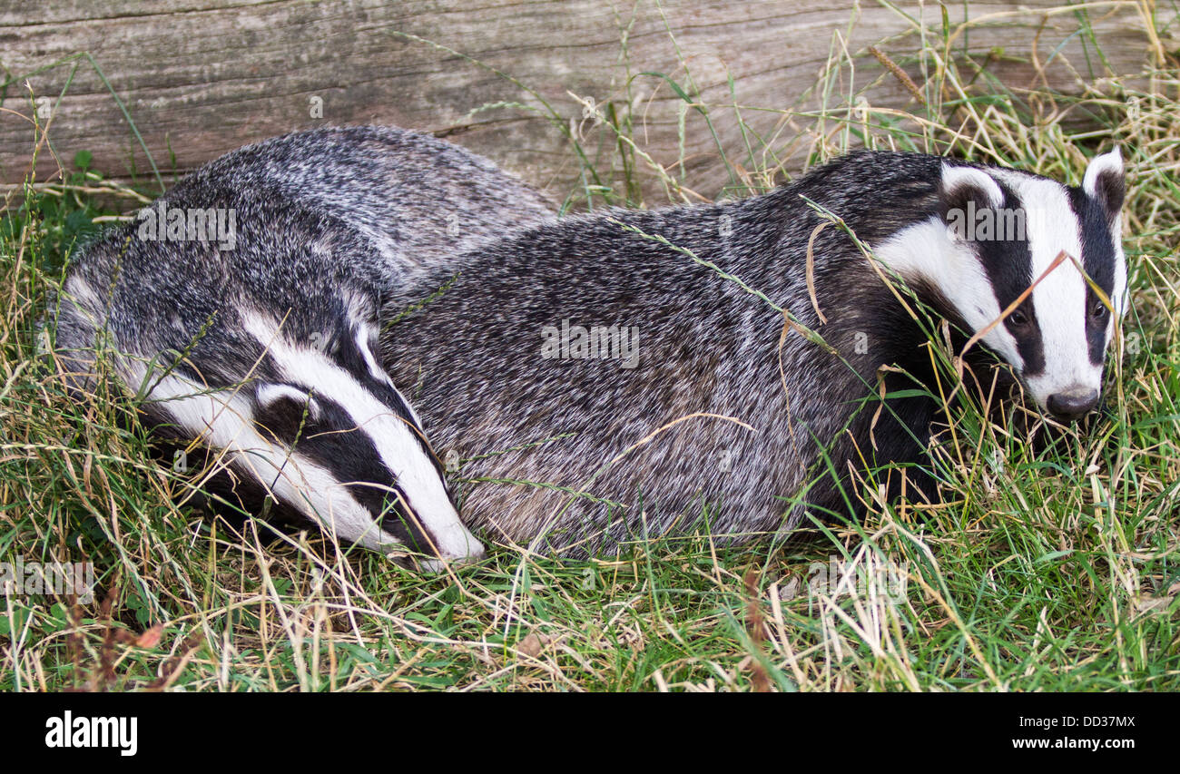 Two Badgers (meles meles) out in the daytime Stock Photo - Alamy