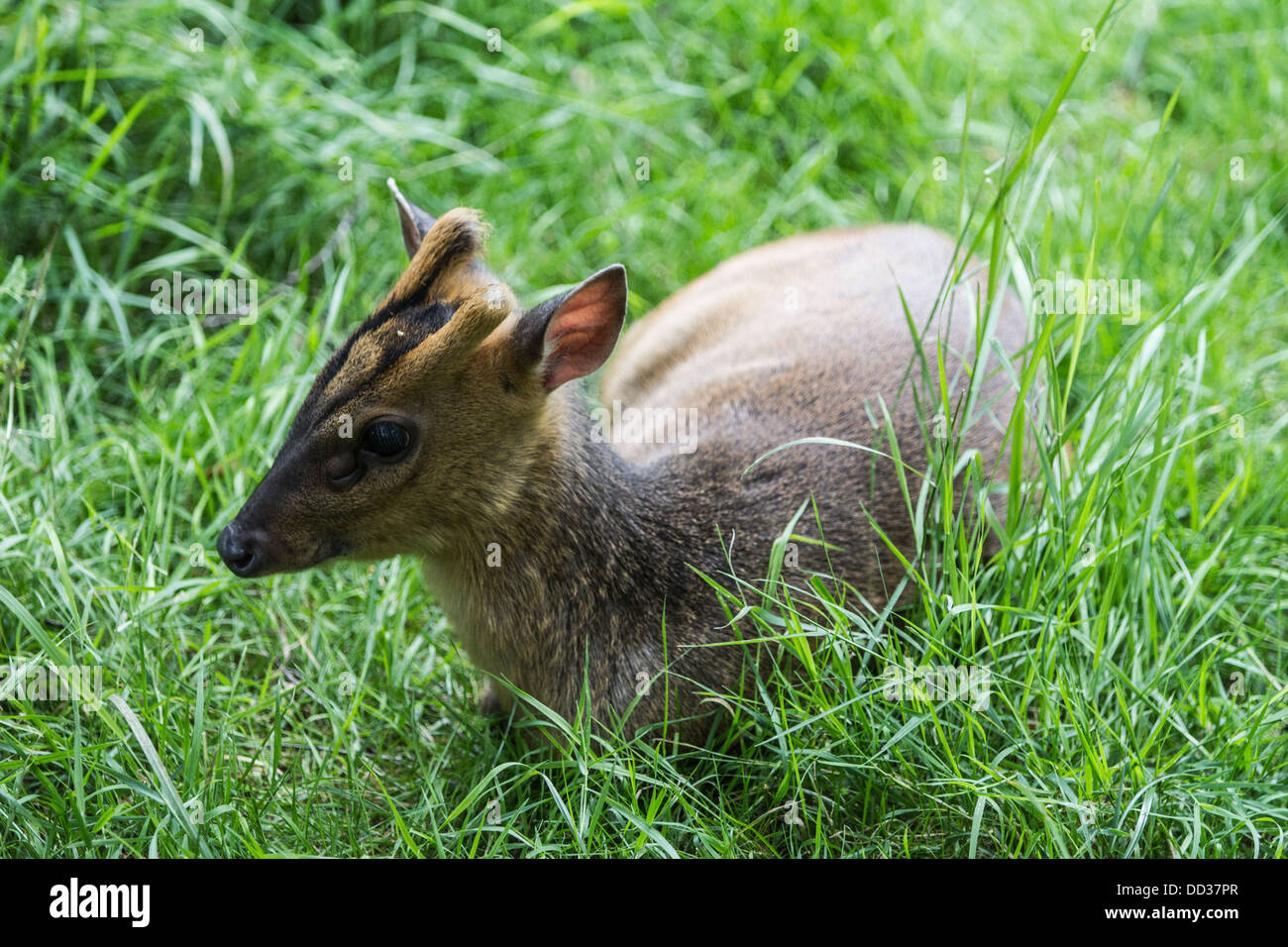 Young Muntjak laying down in the grass Stock Photo - Alamy