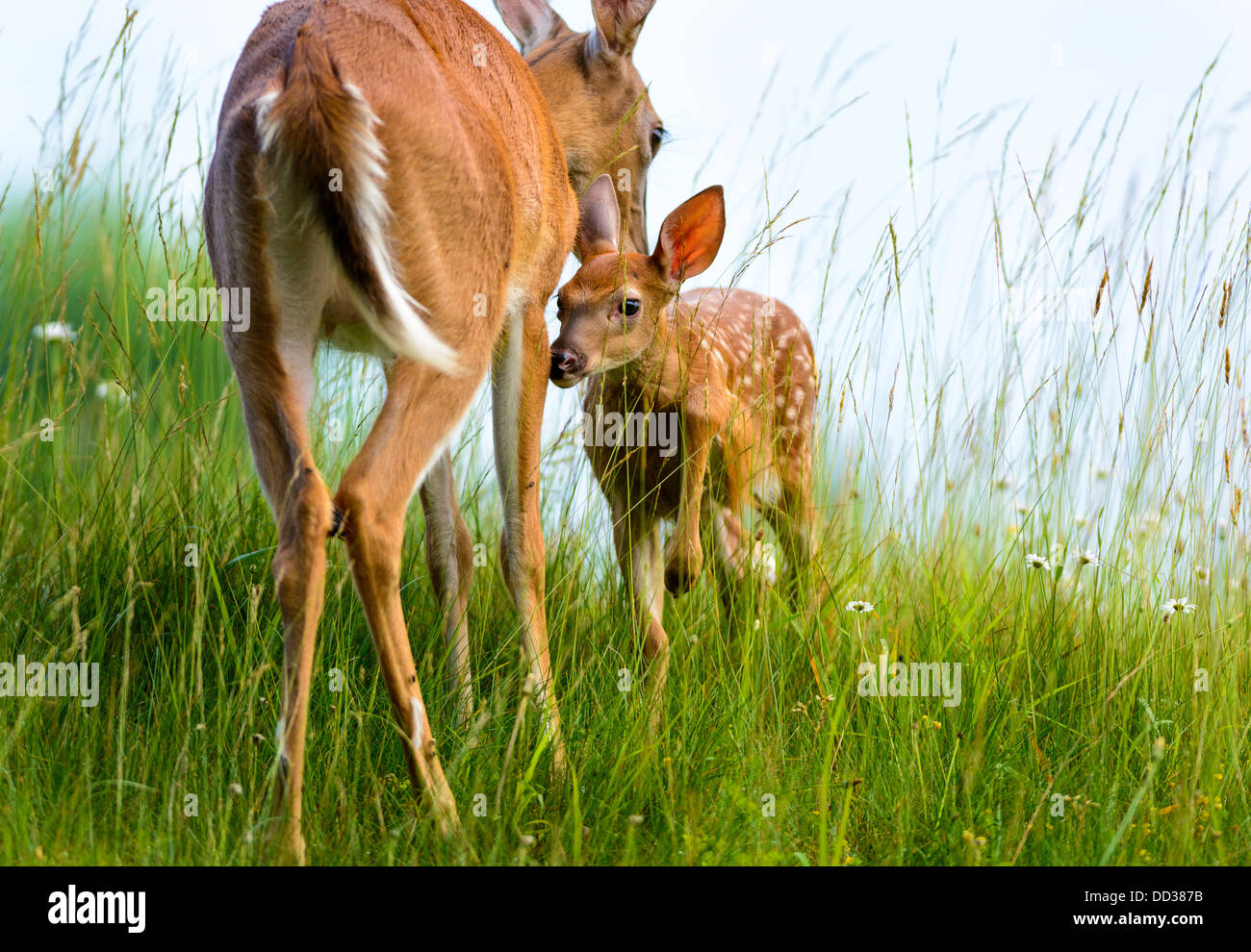 Newborn whitetail deer fawn hi-res stock photography and images - Alamy