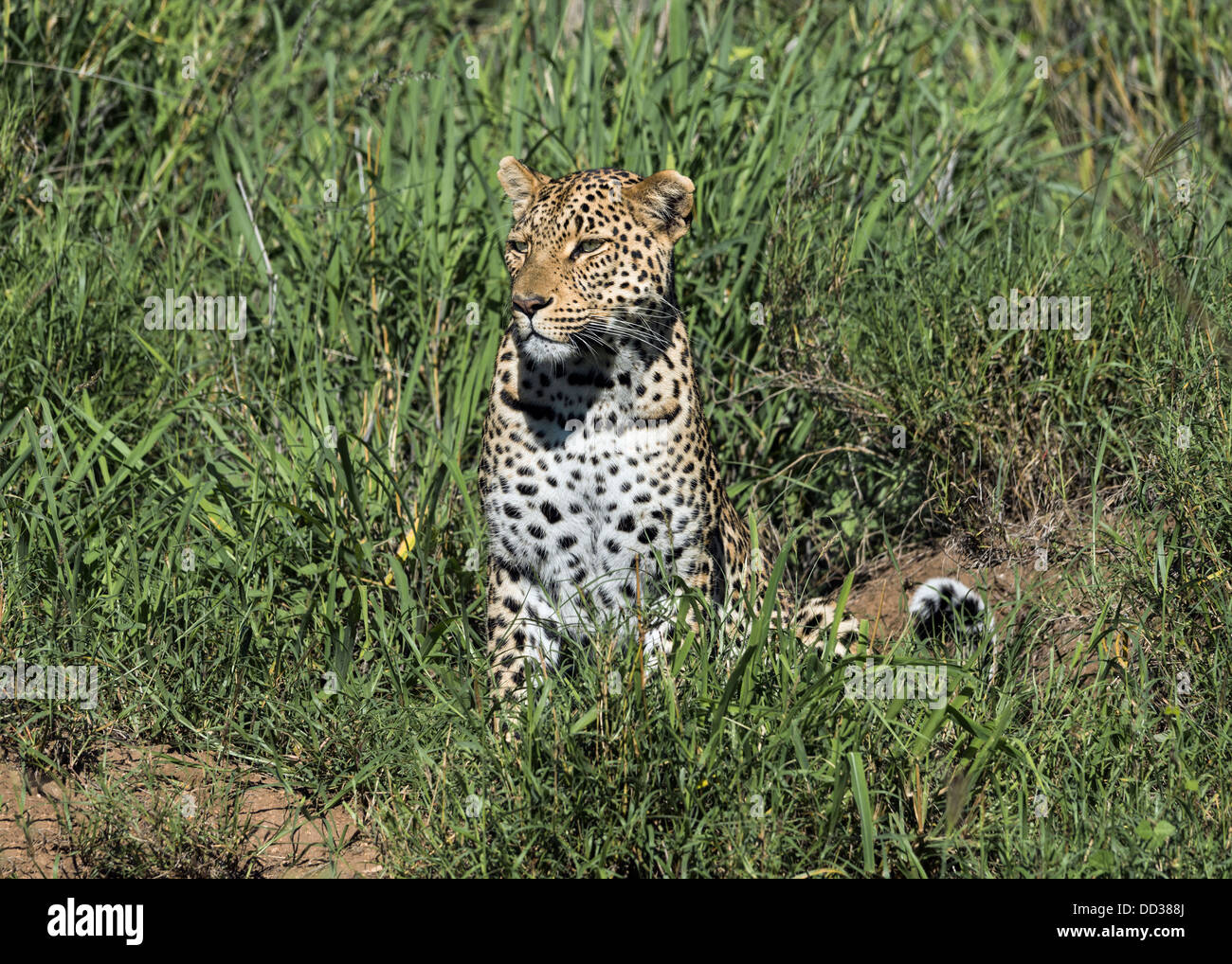 Leopard seated in the sun hi-res stock photography and images - Alamy