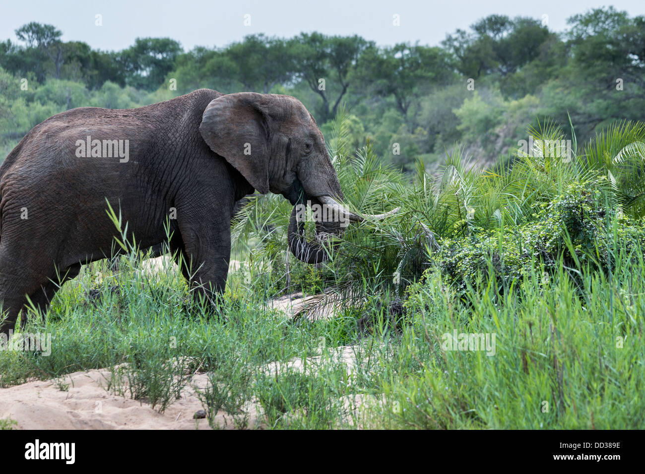 Elephant using its trunk to stuff lush grasses from a river bed into ...