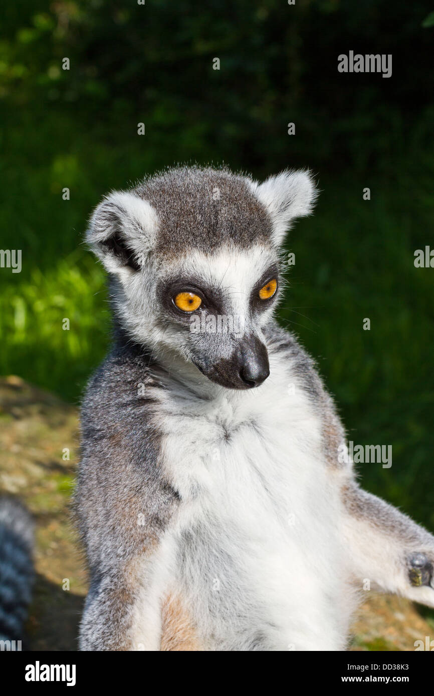 Lemur, sunbathe, half-ape, as cat, summer Stock Photo - Alamy