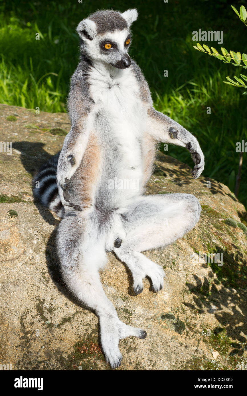 Lemur cat hi-res stock photography and images - Alamy