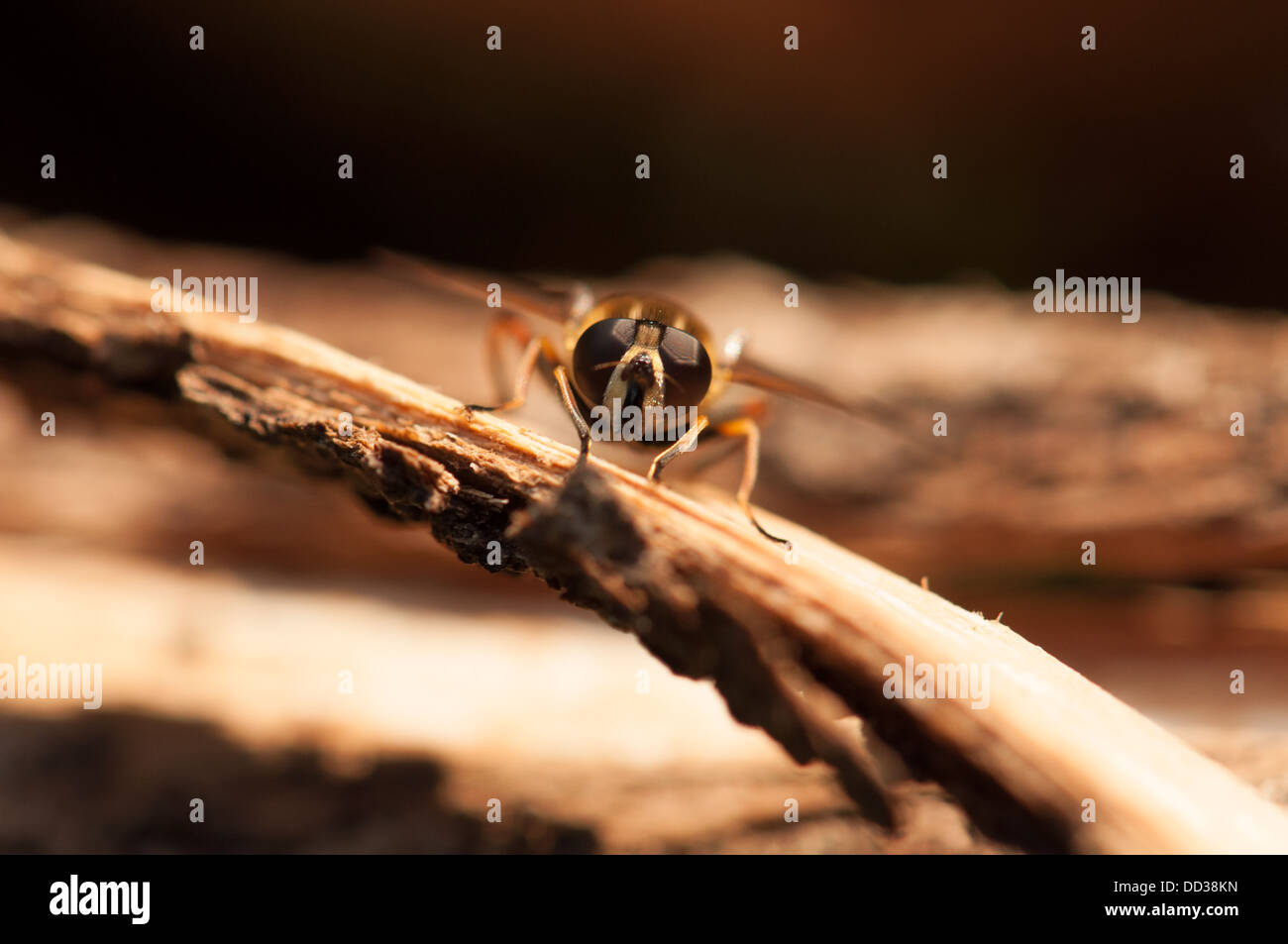 Close up view of hoverfly hi-res stock photography and images - Alamy
