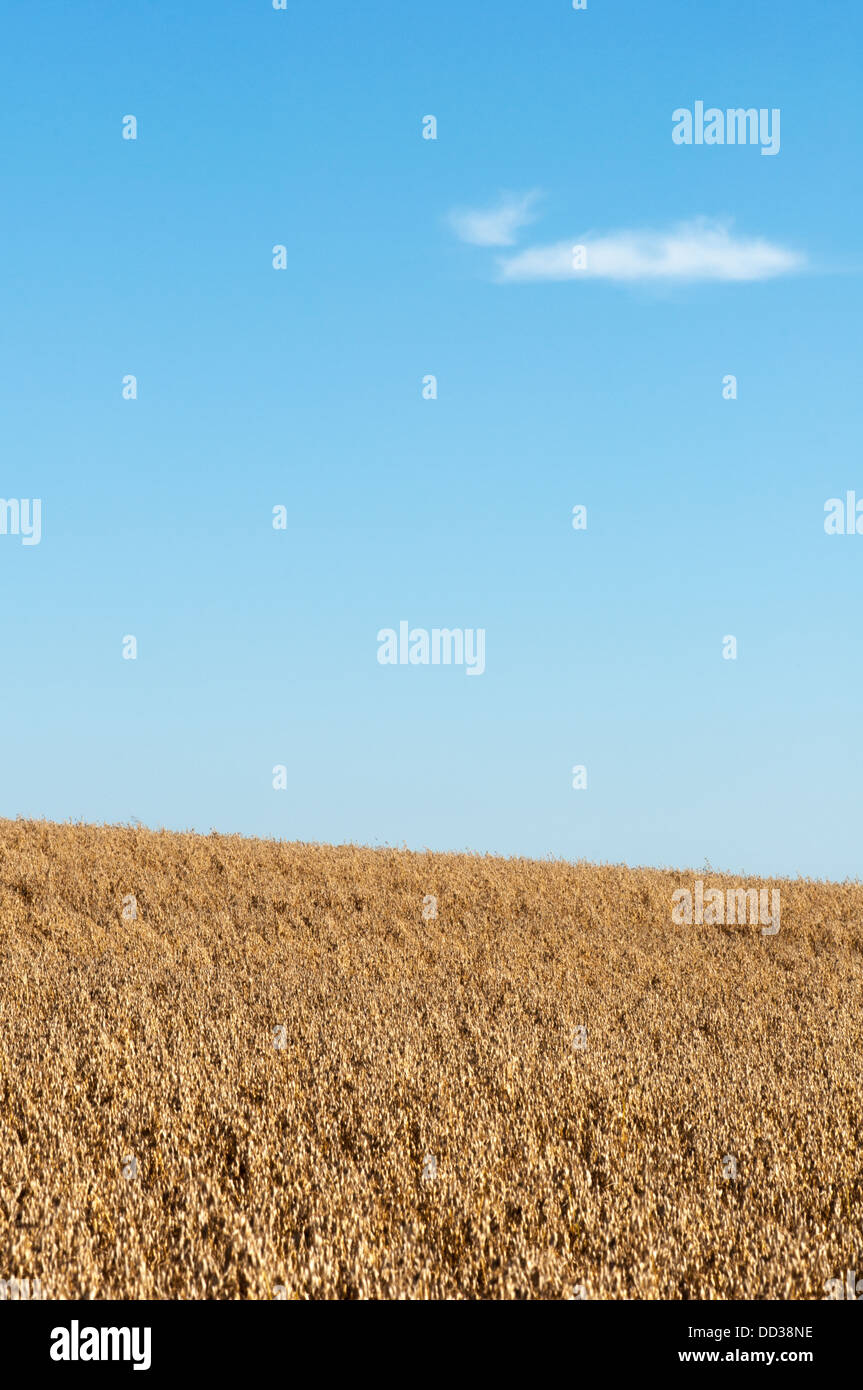 Three-quarter moon in clear blue sky over harvested crop stubble Stock ...