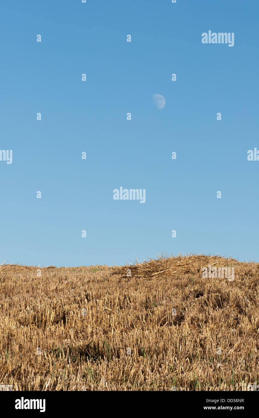 Three-quarter moon in clear blue sky over harvested crop stubble Stock ...