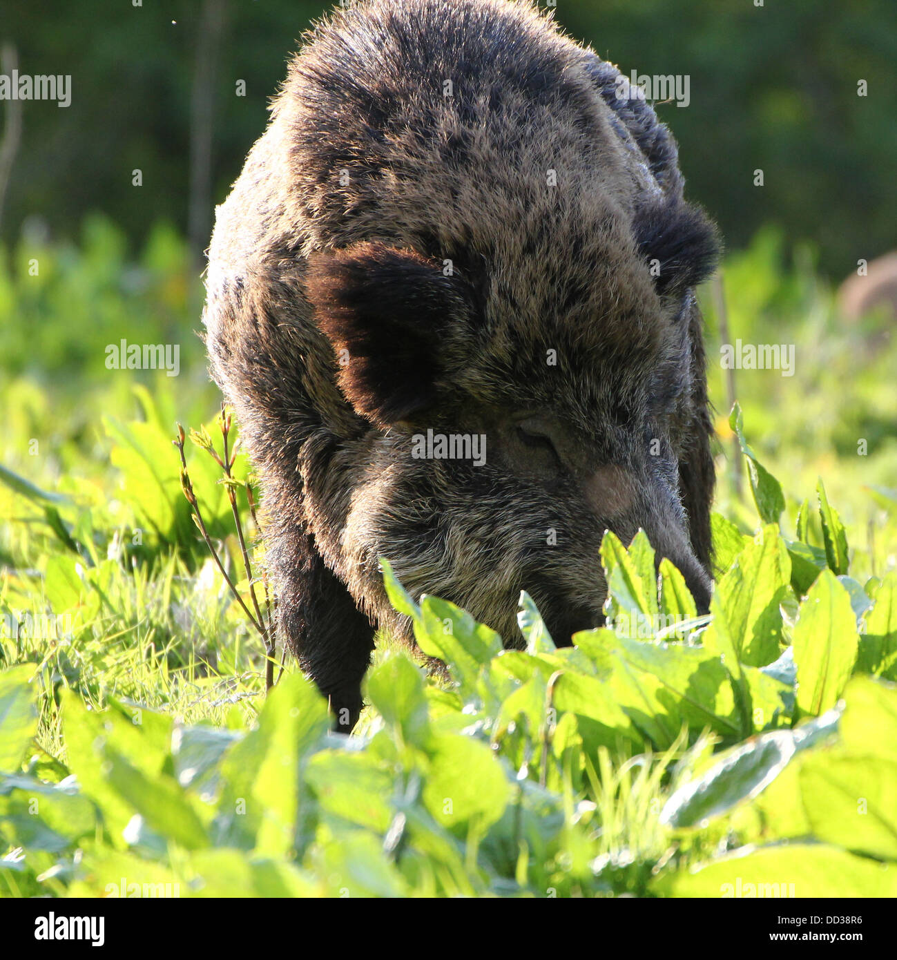Male wild boar hi-res stock photography and images - Alamy