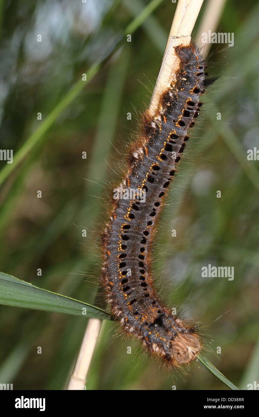 Series of 20 detailed close-ups of the Oak Eggar Moth (Lasiocampa ...
