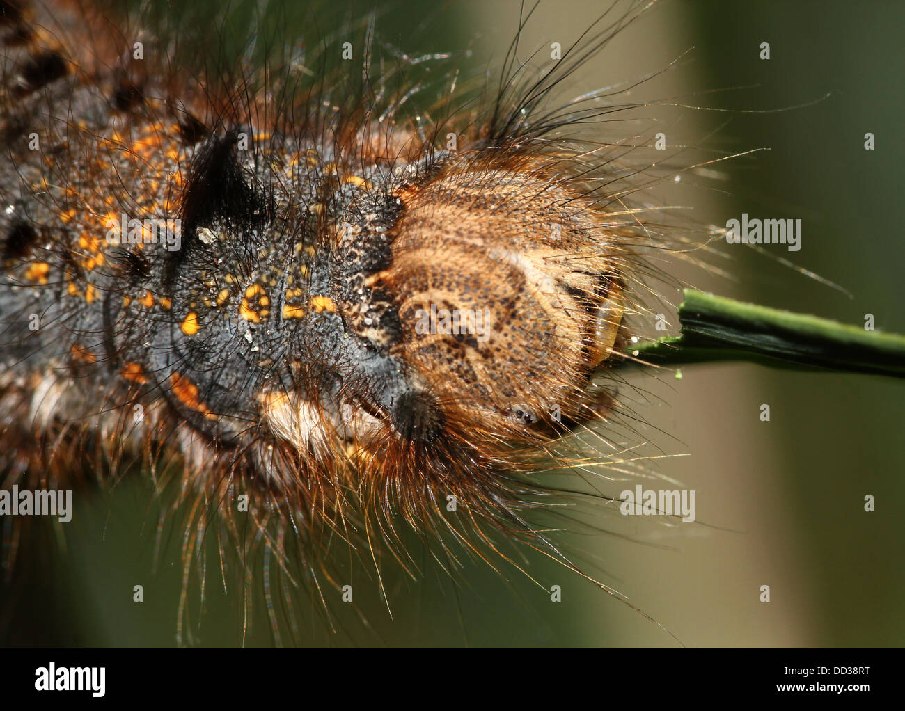 Series of 20 detailed close-ups of the Oak Eggar Moth (Lasiocampa ...
