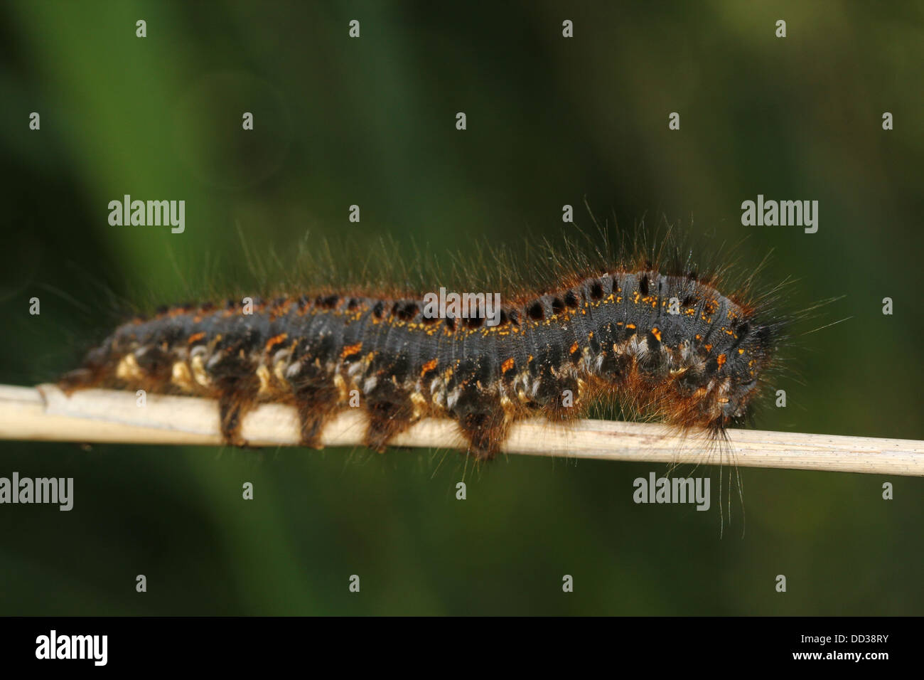 Series of 20 detailed close-ups of the Oak Eggar Moth (Lasiocampa ...